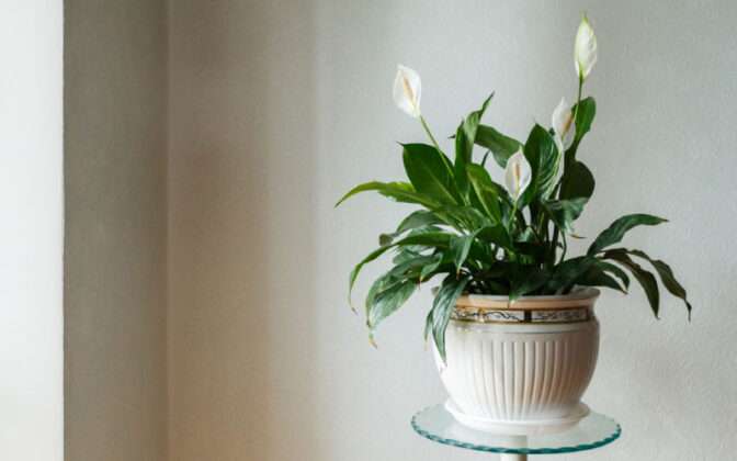 Hava kalitesini artıran 10 sağlıklı ev bitkisi - Sağlık Haberleri