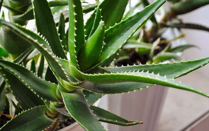 Hava kalitesini artıran 10 sağlıklı ev bitkisi - Sağlık Haberleri