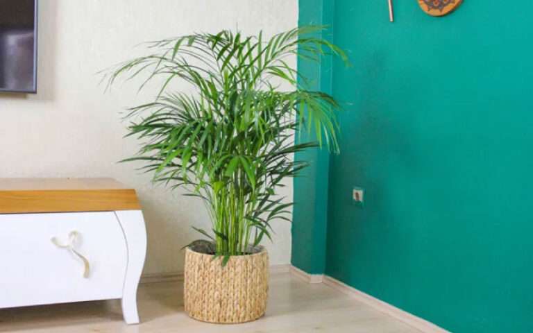 Hava kalitesini artıran 10 sağlıklı ev bitkisi - Sağlık Haberleri